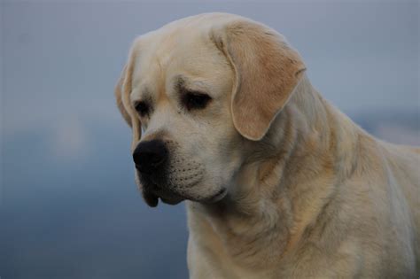 Best English Lab Breeders Labrador Retriever Breeders Bouldercrest