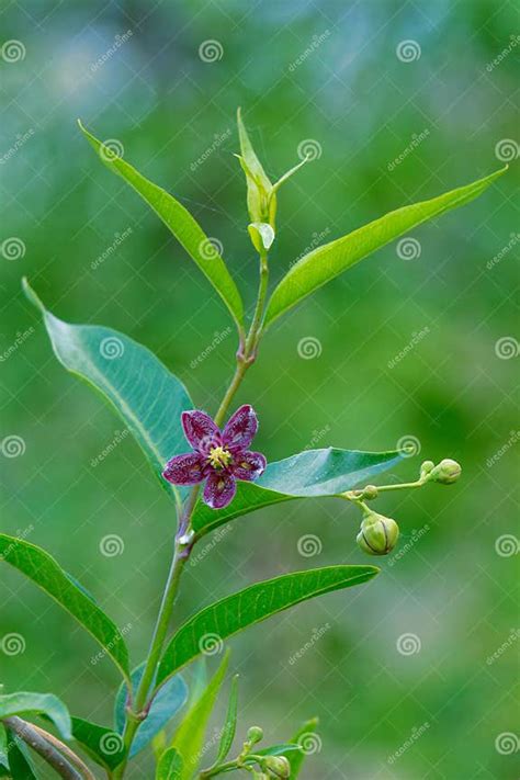 Periploca Sepium Stock Image Image Of Garden Purple 248178699