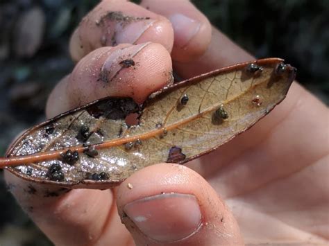 Pyrgulopsis Thompsoni Huachuca Springsnail Arizona Wildlife Conservation Strategy