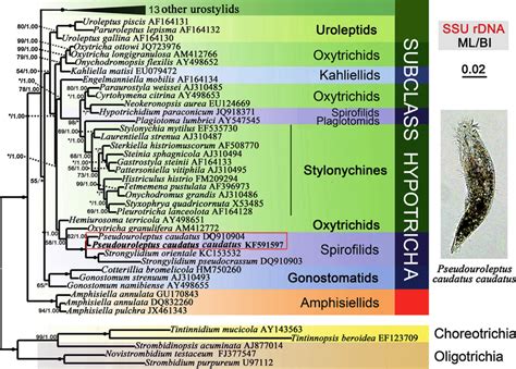Maximum Likelihood Ml Phylogenetic Tree Based On The Small Subunit