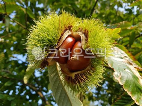 밤 가을 밤송이 추수 알밤 사진 이미지 일러스트 캘리그라피 Ndalpeng2518작가