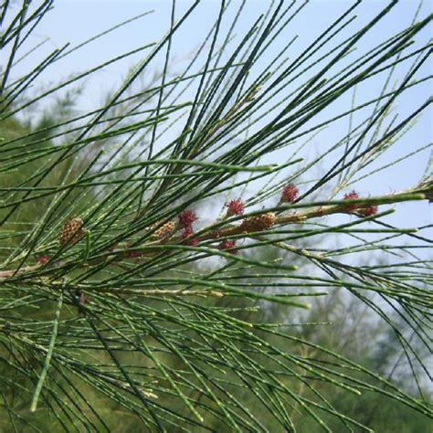 Abnormal Phylloclad Modification Of Casuarina Equisetifolia Download
