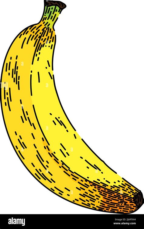 Banana Fruit Sketch Hand Drawn Vector Stock Vector Image And Art Alamy