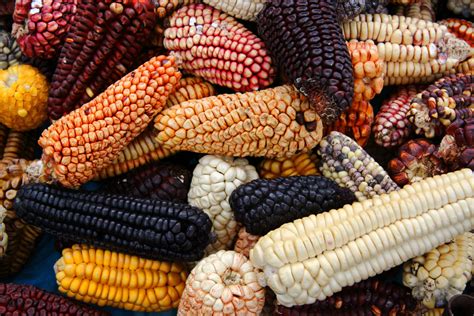 Peruvian Corn 101 Different Types And Dishes The Best Latin And