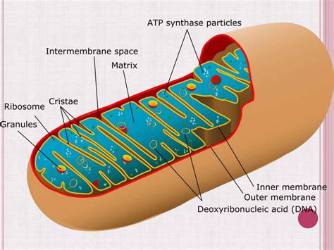Mitochondria Ppt Pptx Biological Sciences Science