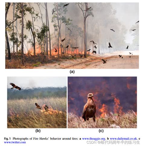 【matlab】智能优化算法火鹰优化算法fho Csdn博客