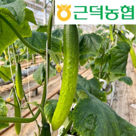 근덕농협 백다다기 오이 백오이 10개 2kg 삼척몰