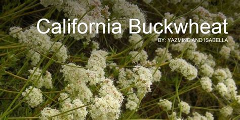 California Buckwheat