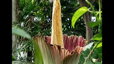 What Does A Corpse Flower Look Like In Full Bloom Best Flower Site