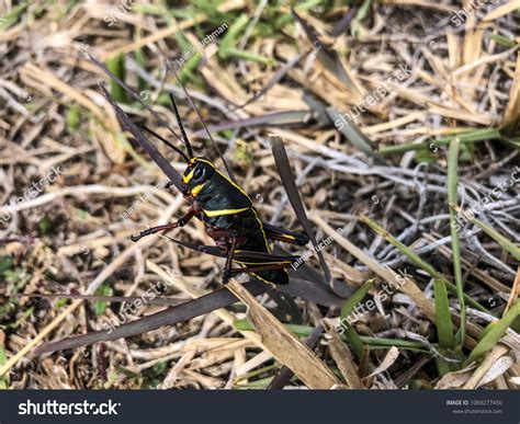 Giant Black Grasshopper