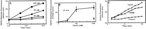 Recombinant Cdc42 Induced Actin Polymerization A Time Course Of