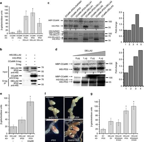 Ccamk Ipd3 Della Protein Complex Formation A Mtdellas Increased The