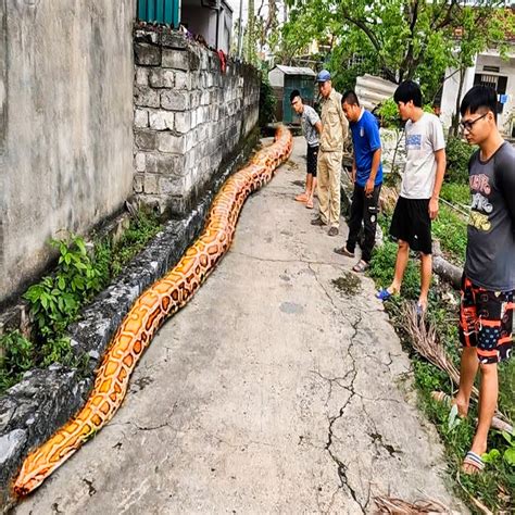 giant python 20 meters long it blocked the sewage pipe of a residential