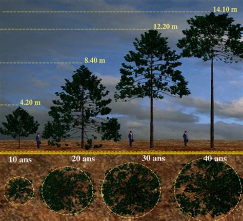 Best How To Age A Tree Images On Pinterest Plants Botanical Illustration And Forests