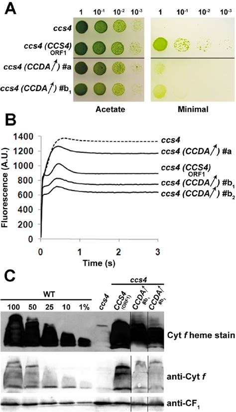 Figure 36 From A Disulfide Reducing Pathway Required For Plastid