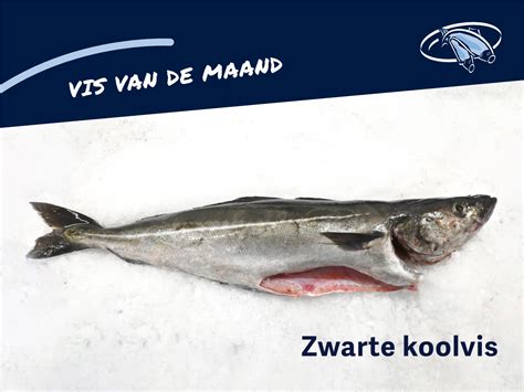 Zwarte Koolvis