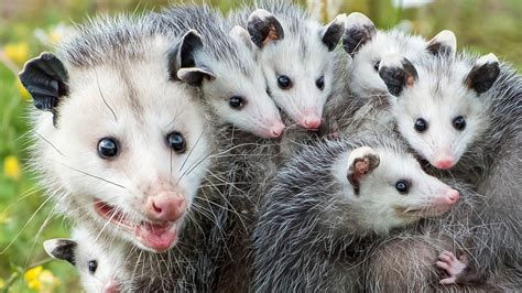 Opossum Playing Dead