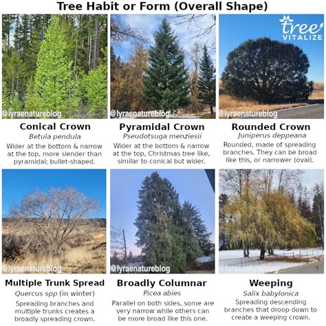 Different Types Of Elm Trees Their Identifying Features