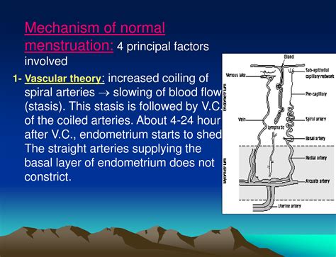 SOLUTION Abnormal Bleeding From The Genital Studypool