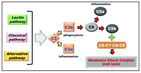 Overview Of The Complement System Complement Activation Can Be Download Scientific Diagram