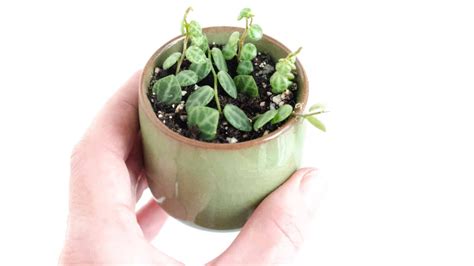 How To Grow And Care For String Of Turtles Complete Guide