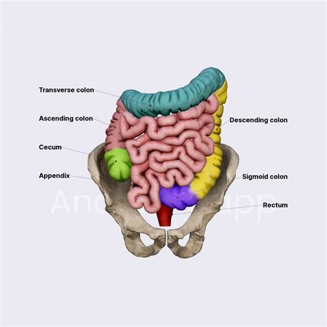 Large Intestine Intestines Abdomen Anatomy App Learn Anatomy 3d Models Articles And