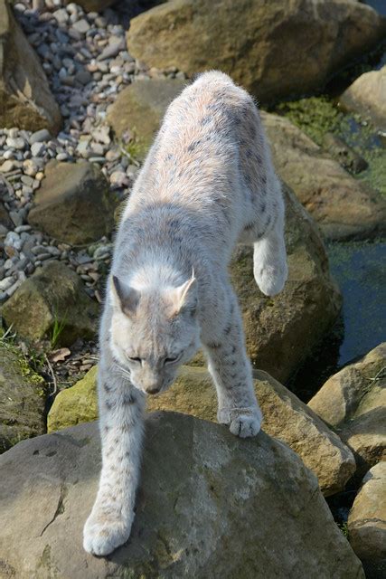 White Eurasian Lynx A Photo On Flickriver