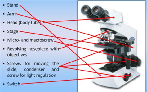 P Light Microscope Useful Empty Magnification Fixed Slides Flashcards Quizlet