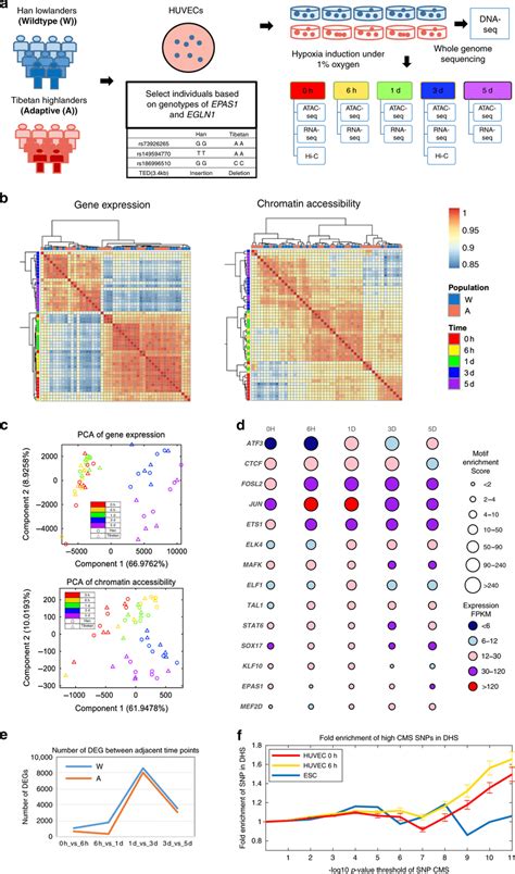 Paired Expression And Chromatin Accessibility Time Series Data Reveal