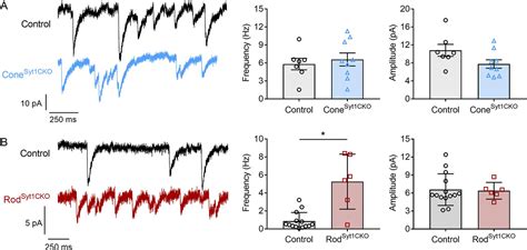Figures And Data In Ca2 Sensor Synaptotagmin 1 Mediates Exocytosis In