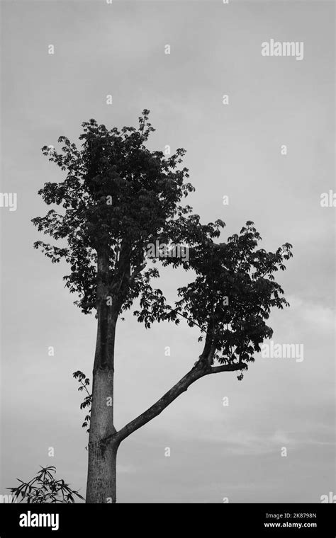 Monochrome Photo Black And White Photo Of A Tree With Two Branched