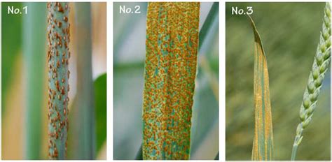 Various Kinds Of Rust Pathogen No1 Stem Rust No2 Leaf Rust No3