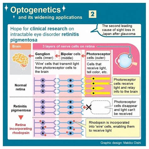 Restoring Vision Researchers In Japan And Abroad See The Light In Field Of Optogenetics The