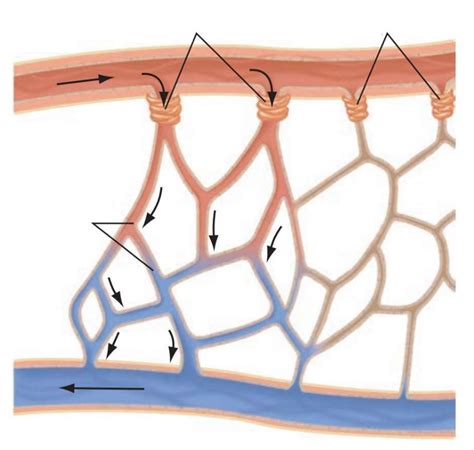 Diagram Precapillary Sphincters Quizlet