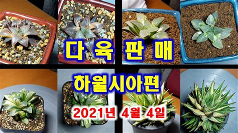 다육판매 하월시아 판매영상 210404 영광허브농원 영광다육 500원다육 Youtube