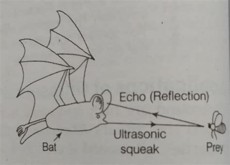 Sonar And Communication Of Bats