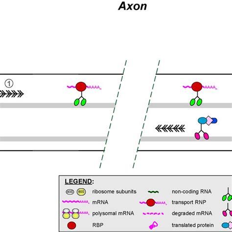 Molecular Targets For Modulating Intra Axonal Protein Synthesis This Download Scientific