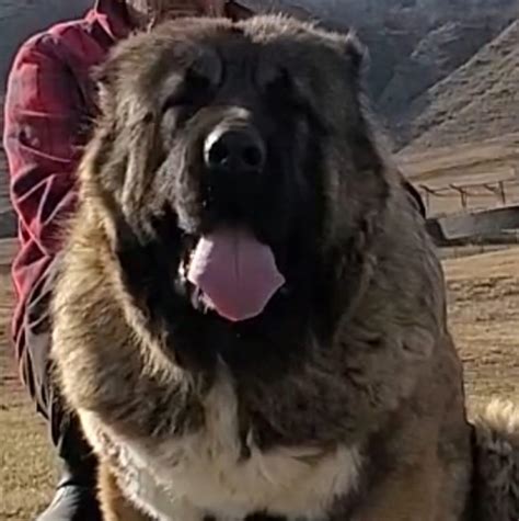 ძაღლსაშენი ქართული გენი თბილისი დიდი დიღომი პაატა ჩაგელიშვილი On Reels Facebook