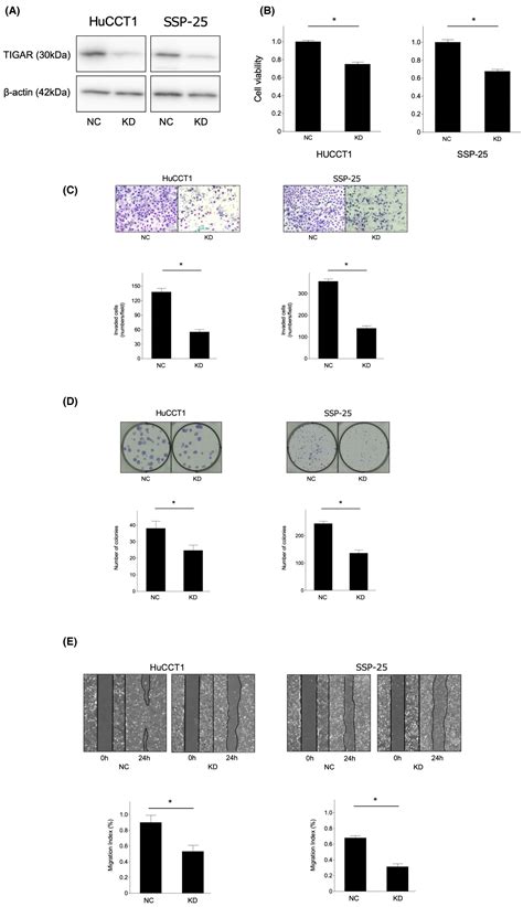 Impact Of Tp53‐induced Glycolysis And Apoptosis Regulator On Malignant