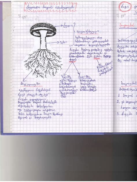 სოკოები კონსპექტი 7 კლ 2024 2025 Pdf