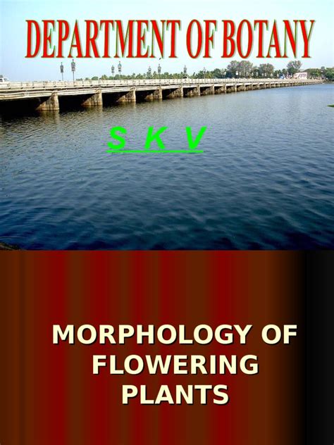 Pdf Morphology New Dokumen Tips