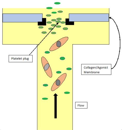 Platelet Function Analyser Blood Travels Through An Aperture In A