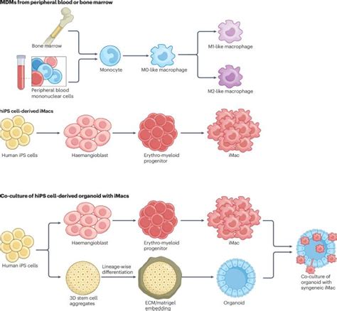 Induced Pluripotent Stem Cell Derived Macrophages As A Platform For