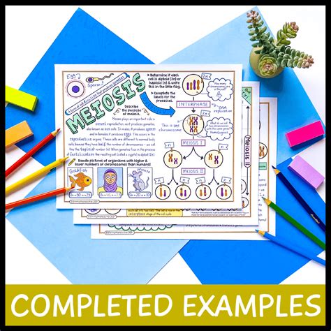 Cell Division Unit Bundle Doodle Notes Emmatheteachie