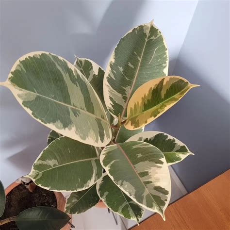 Ficus Elastica ‘variegata Houseplant Expert Care Guide