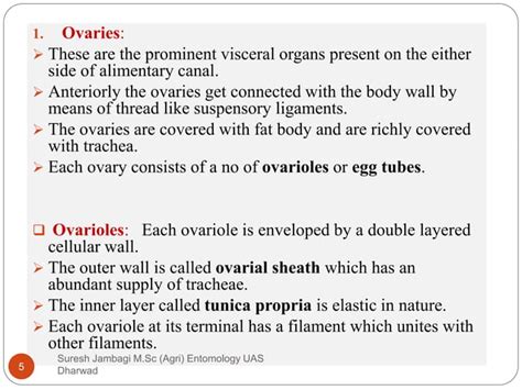 Reproductive System In Insect And Its Types PPTX Reproductive Health Diseases And Conditions