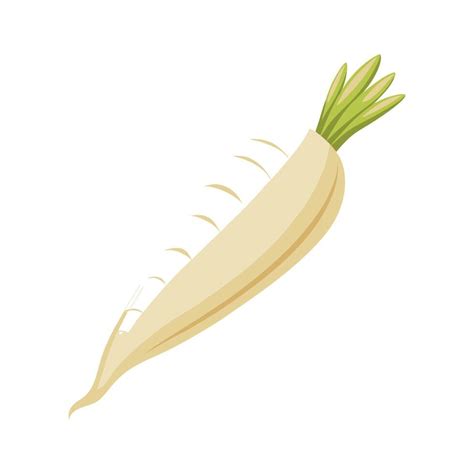 Stylish Parsnip With Long Tapered Shape 57240758 Vector Art At Vecteezy