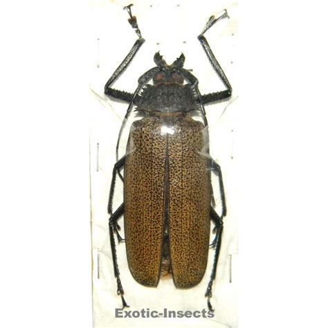Xixuthrus Granulipennis 75mm Specimen 10