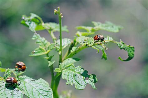콜로라도 딱정벌레 10줄무늬 창사람 10줄 감자 딱정벌레로 알려진 콜로라도 감자 딱정벌레의 애벌레와 딱정벌레에 의해 파괴된 감자 재배 0명에 대한 스톡 사진 및 기타 이미지