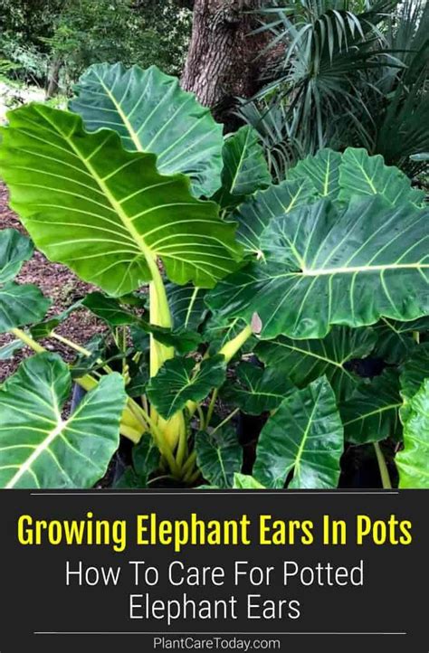 Best 12 Growing Elephant Ears In Pots How To Care For Potted Elephant